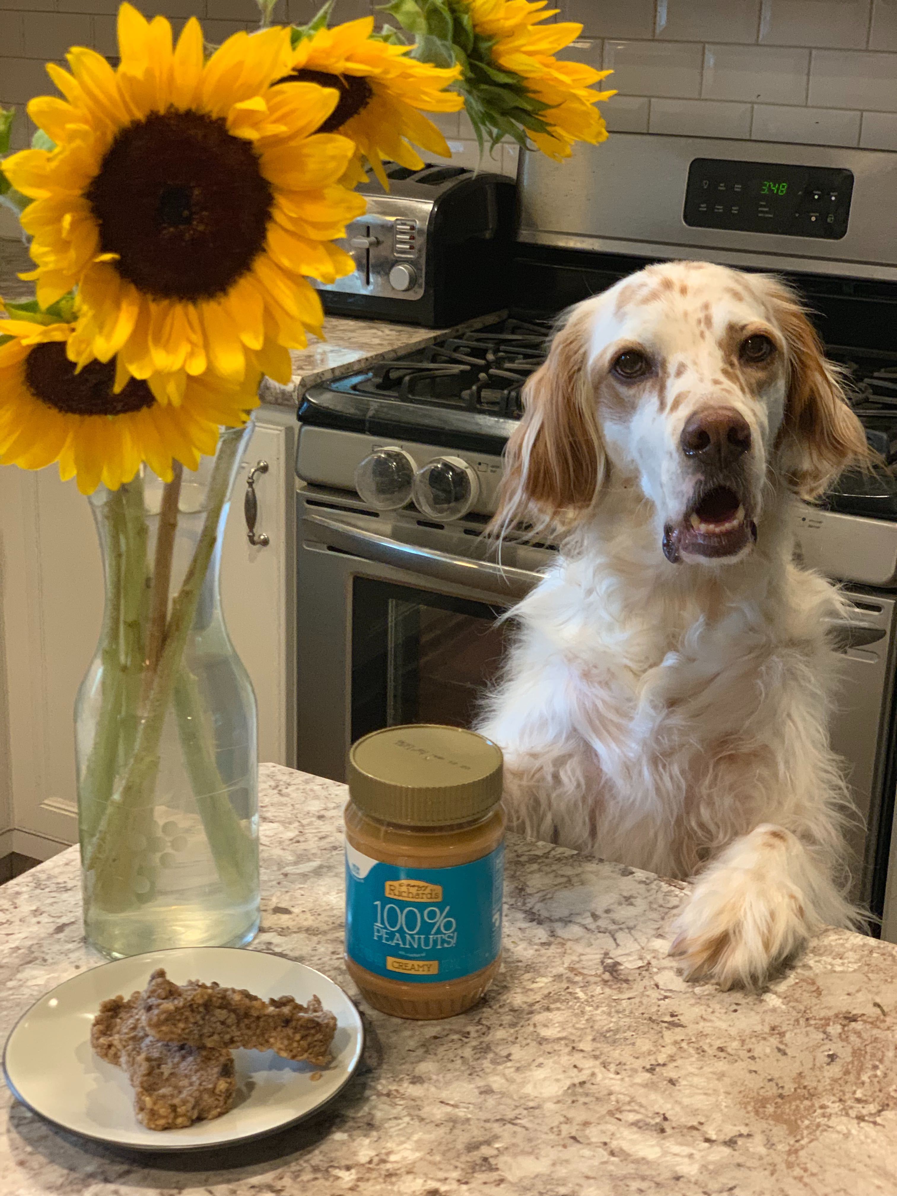 Our Homemade Dog Treat Recipe – My English Setters