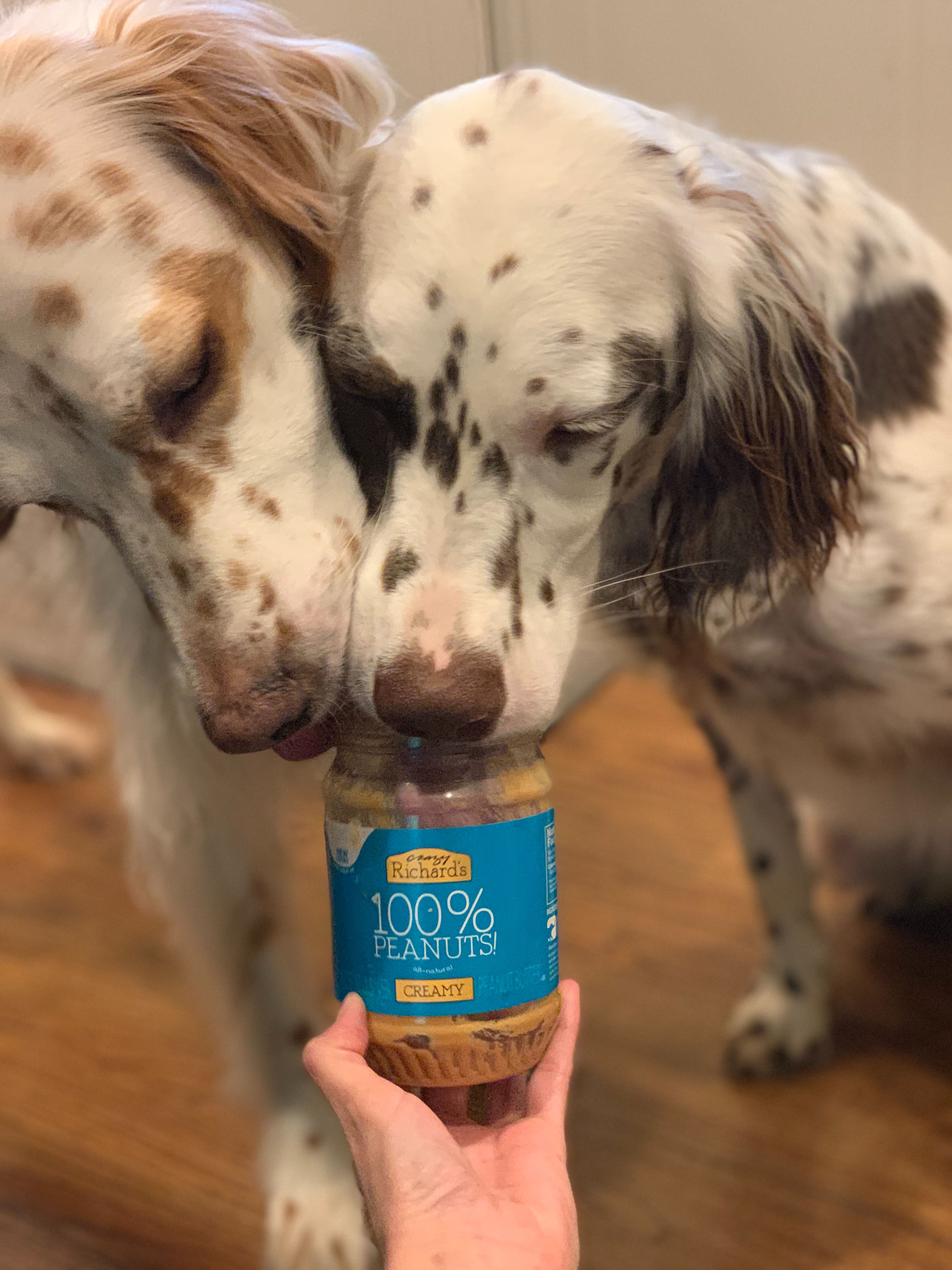 Our Homemade Dog Treat Recipe – My English Setters